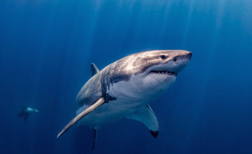 Tiburón blanco acecha en costa sur de Sonora - Telemax