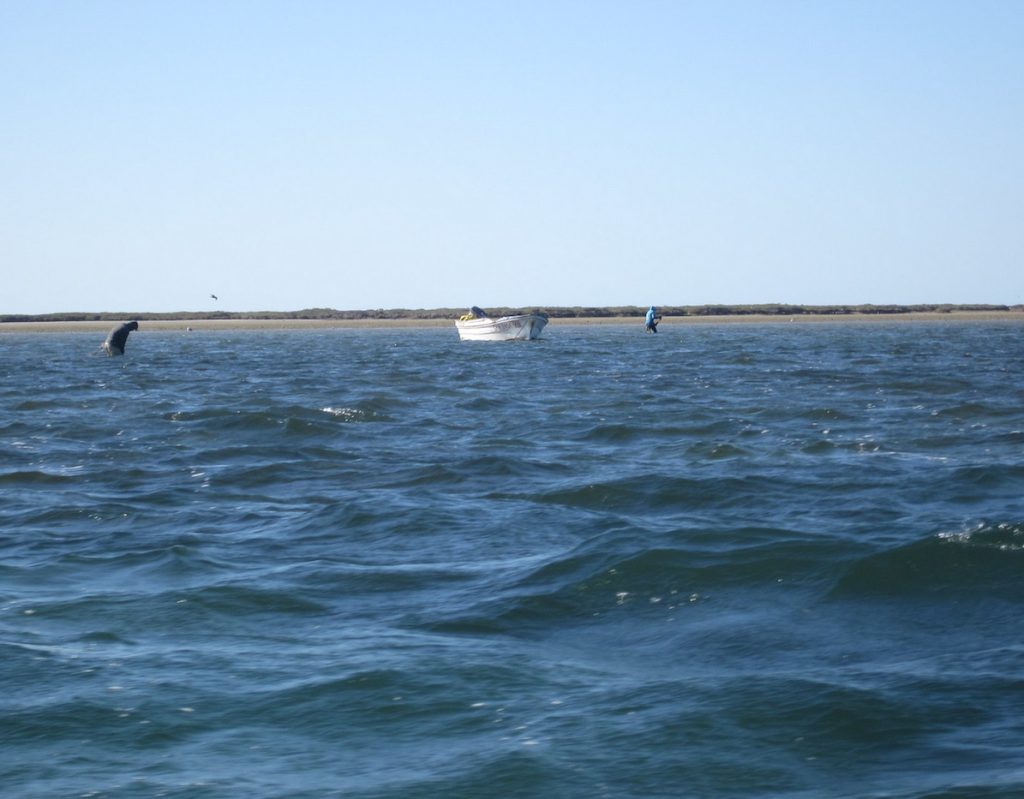 Vedada explotación de callo de hacha en Sonora - Telemax